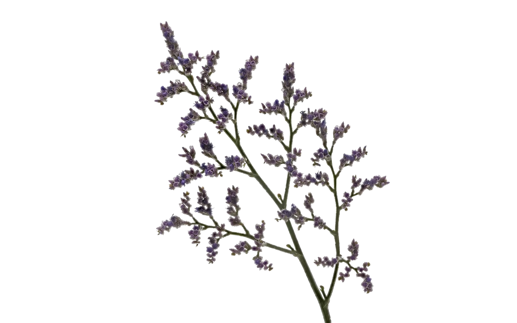 Limonium Skylight | Marginpar